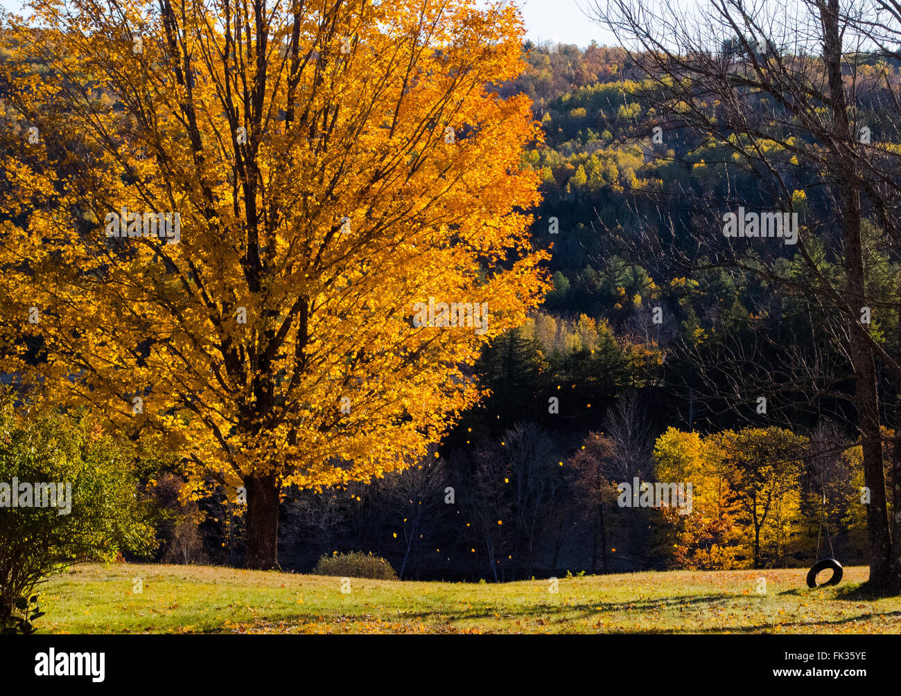 Yellow leave fly from large tree across a field with a tree with tire ...