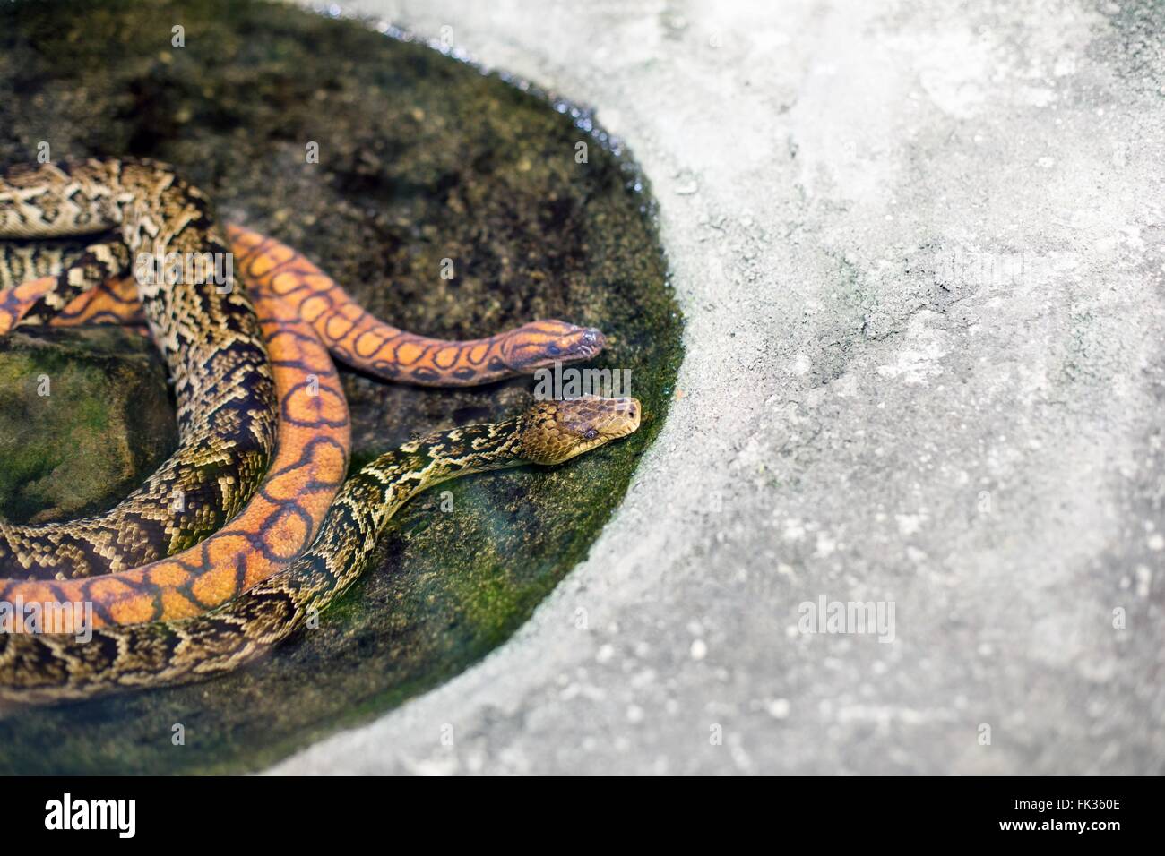 Big snake hi-res stock photography and images - Alamy