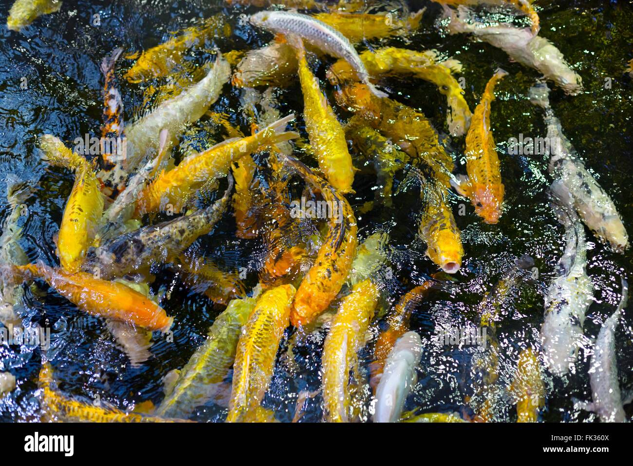 colorful sea fish in the aquarium Stock Photo - Alamy