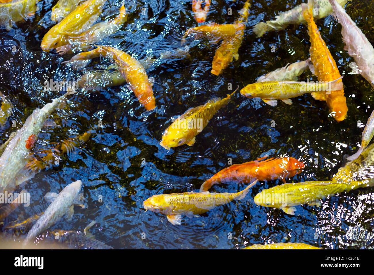 colorful sea fish in the aquarium Stock Photo - Alamy