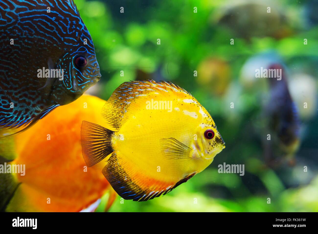 colorful sea fish in the aquarium Stock Photo - Alamy