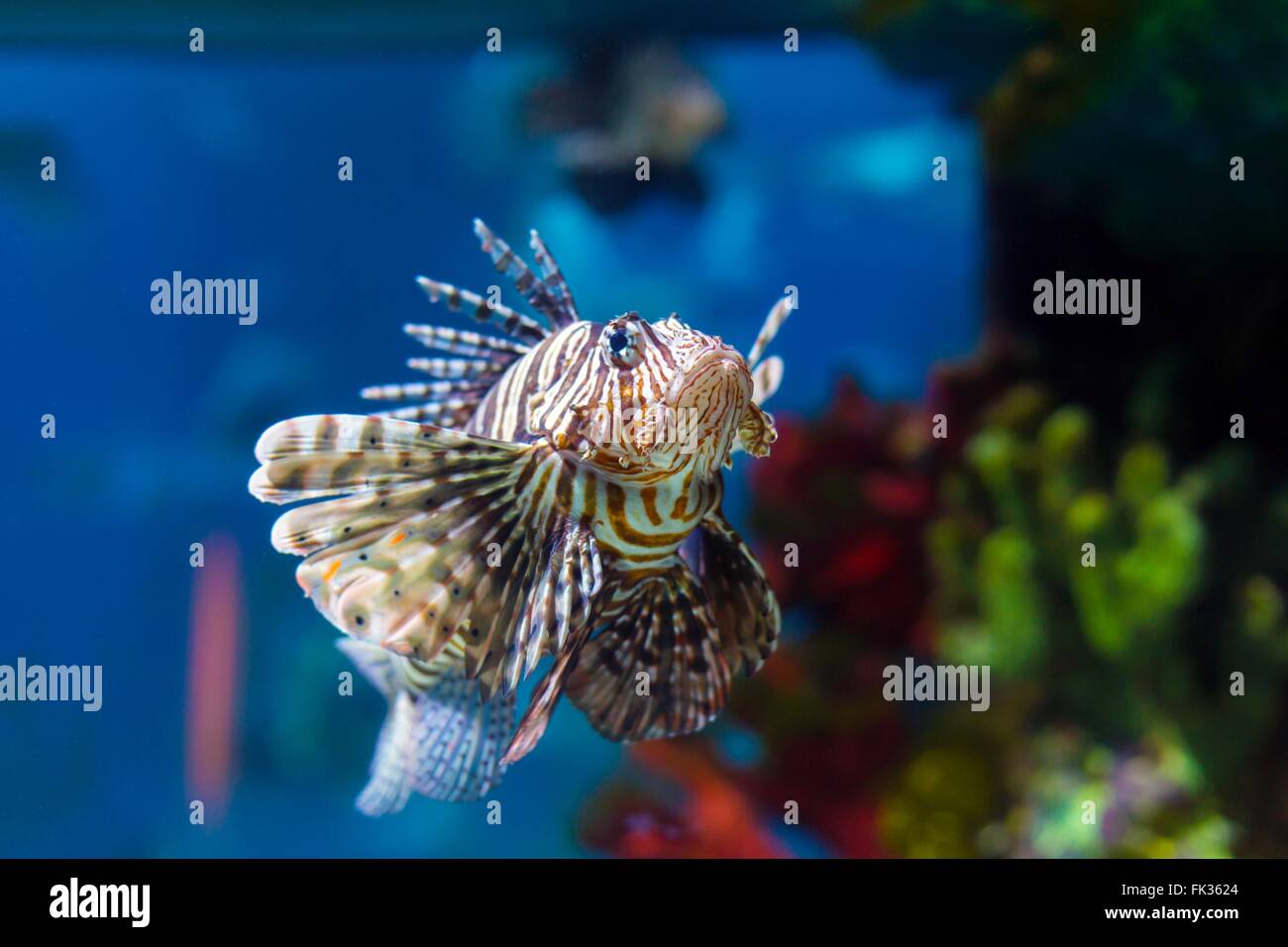 colorful sea fish in the aquarium Stock Photo - Alamy