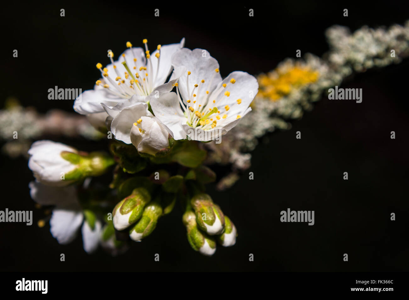 Blossom narcissus tree hi-res stock photography and images - Alamy