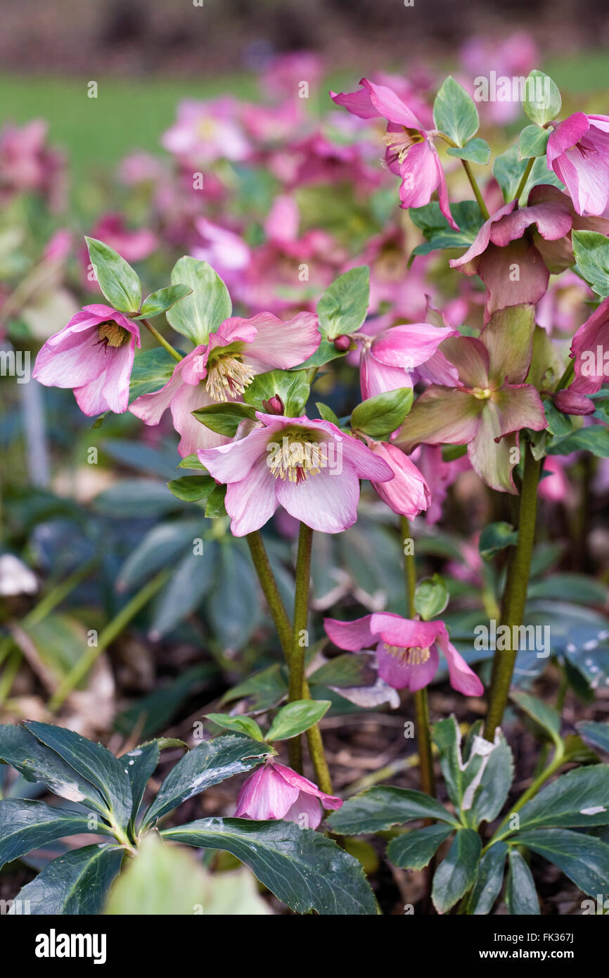 Pink rosemary flowers hi-res stock photography and images - Alamy