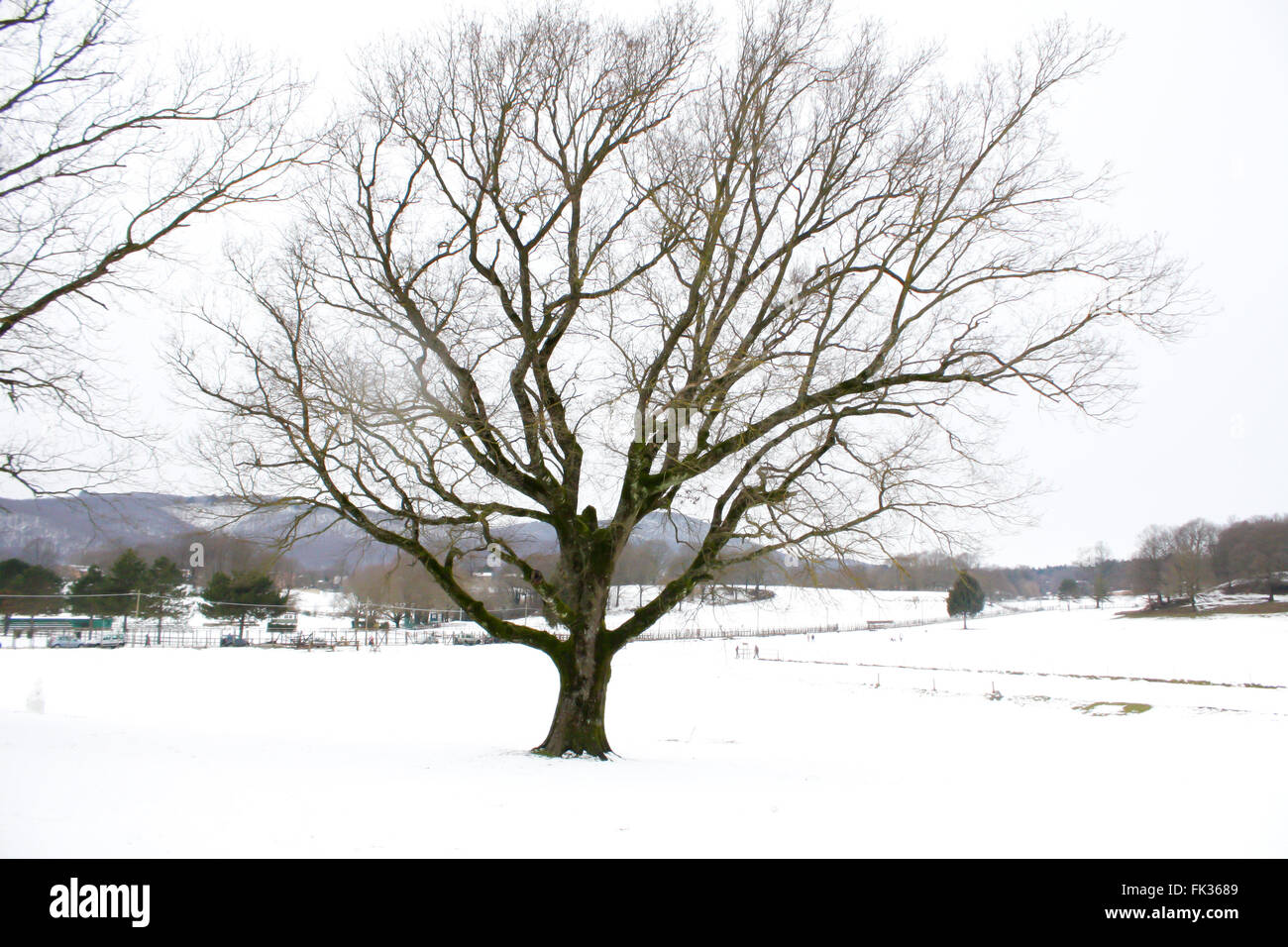 Winter tree and mountains view Stock Photo - Alamy