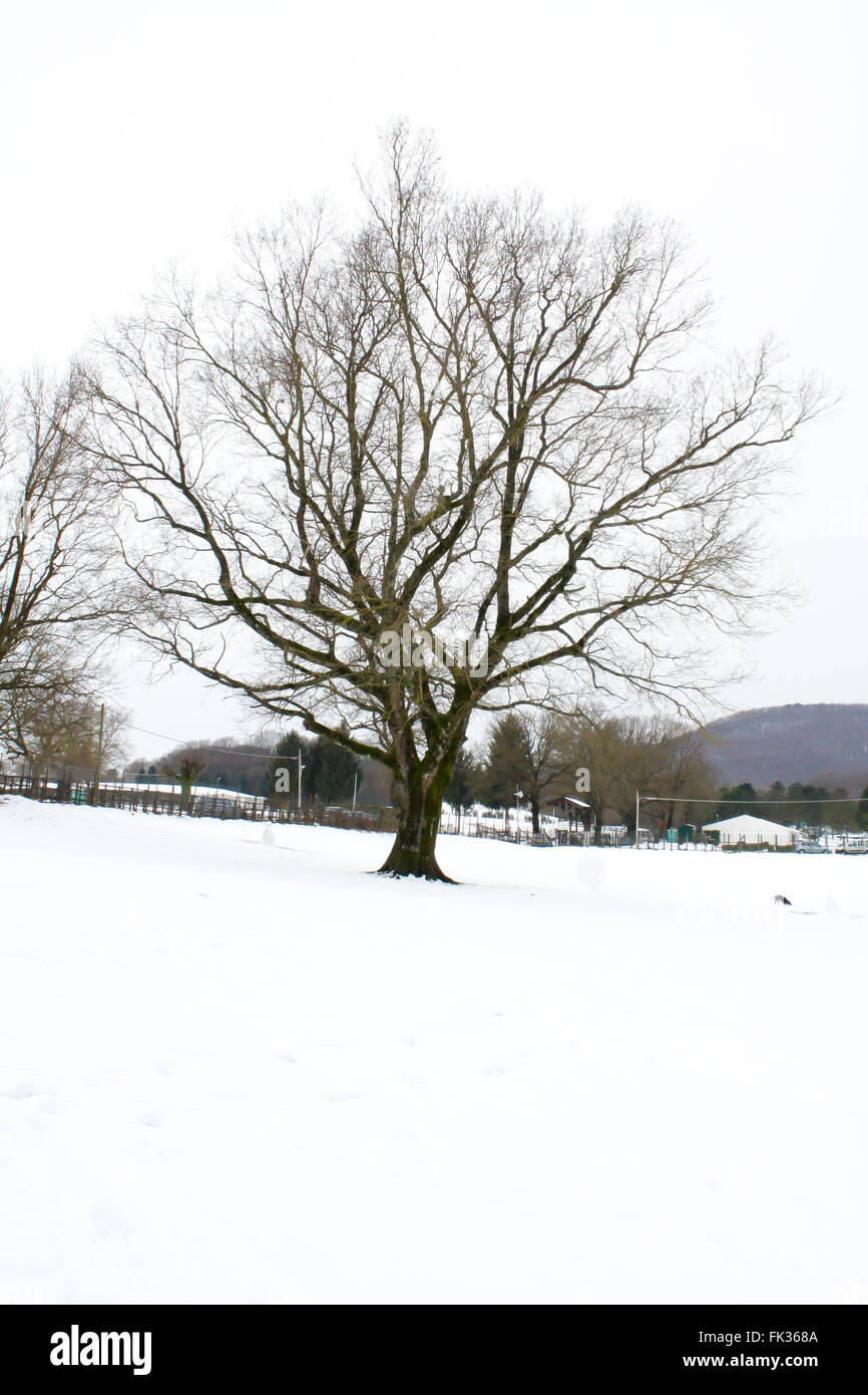 Winter tree and mountains view Stock Photo - Alamy
