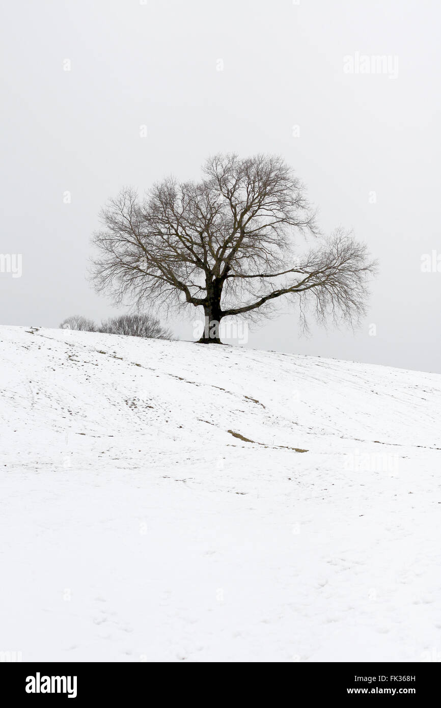 Tree field snow single winter scene landscape oak white hi-res stock ...