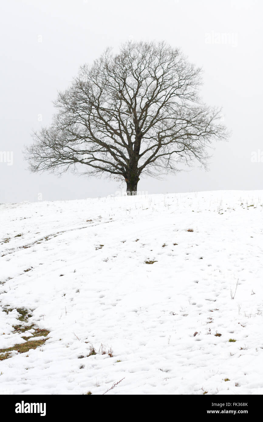 Snow on oak tree hi-res stock photography and images - Alamy