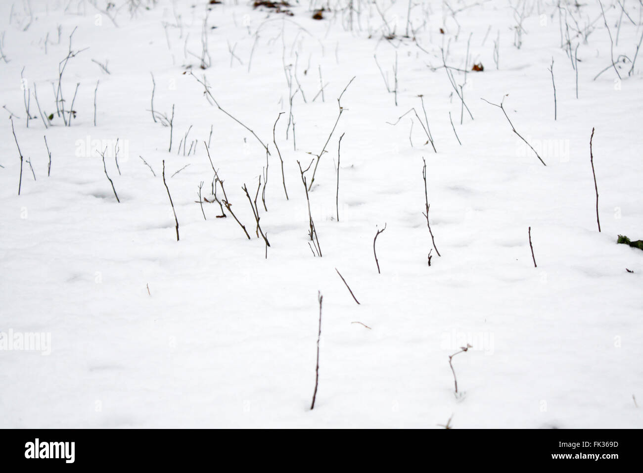 Grass and sticks under the snow Stock Photo - Alamy