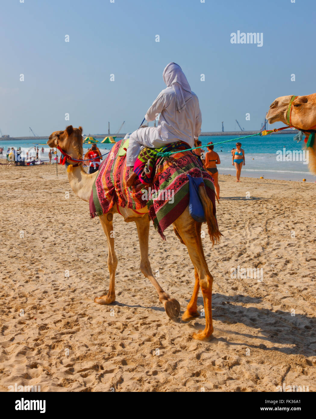 Dubai beach camel hi-res stock photography and images - Alamy