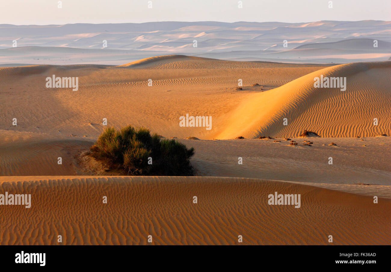 Desert, sand dune in United Arab Emirates Stock Photo - Alamy