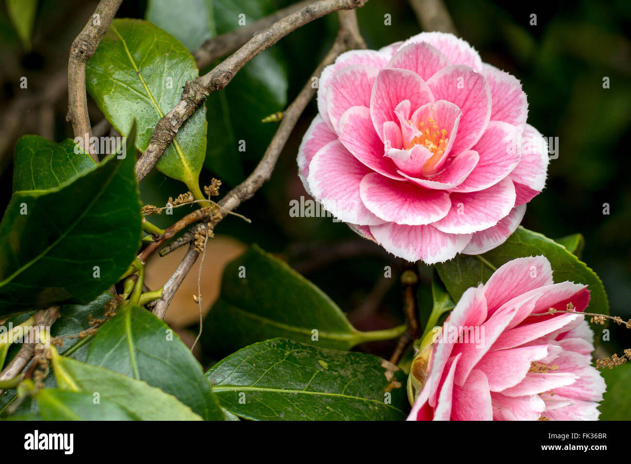 Camelia flower hi-res stock photography and images - Alamy
