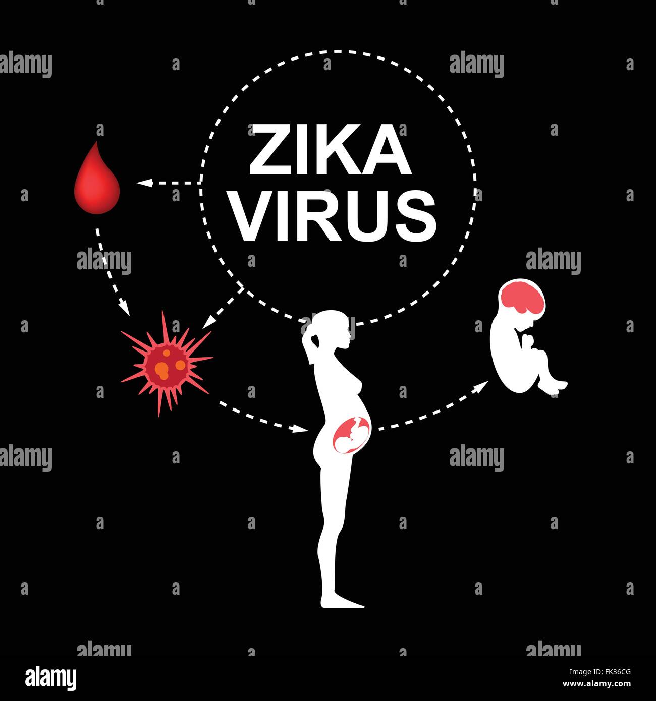 Zika virus, vector Stock Vector Image & Art - Alamy
