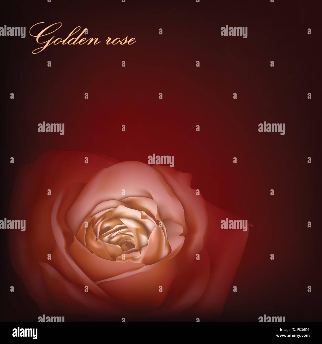 Golden rose greeting card, vector Stock Vector Image & Art - Alamy
