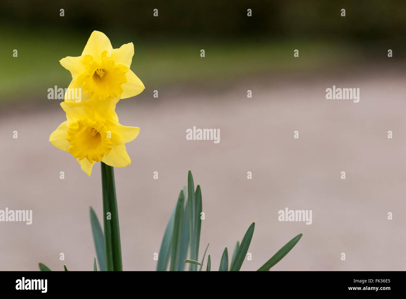 Looking up at daffodil hi-res stock photography and images - Alamy