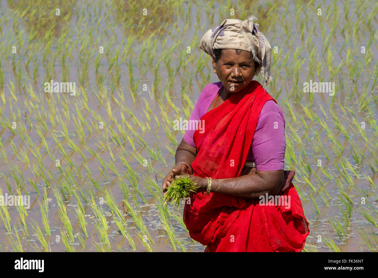Planting rice in india hi-res stock photography and images - Alamy