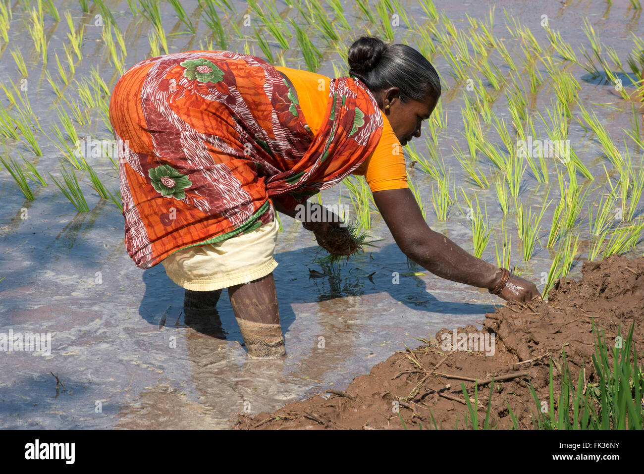 Planting rice in india hi-res stock photography and images - Alamy