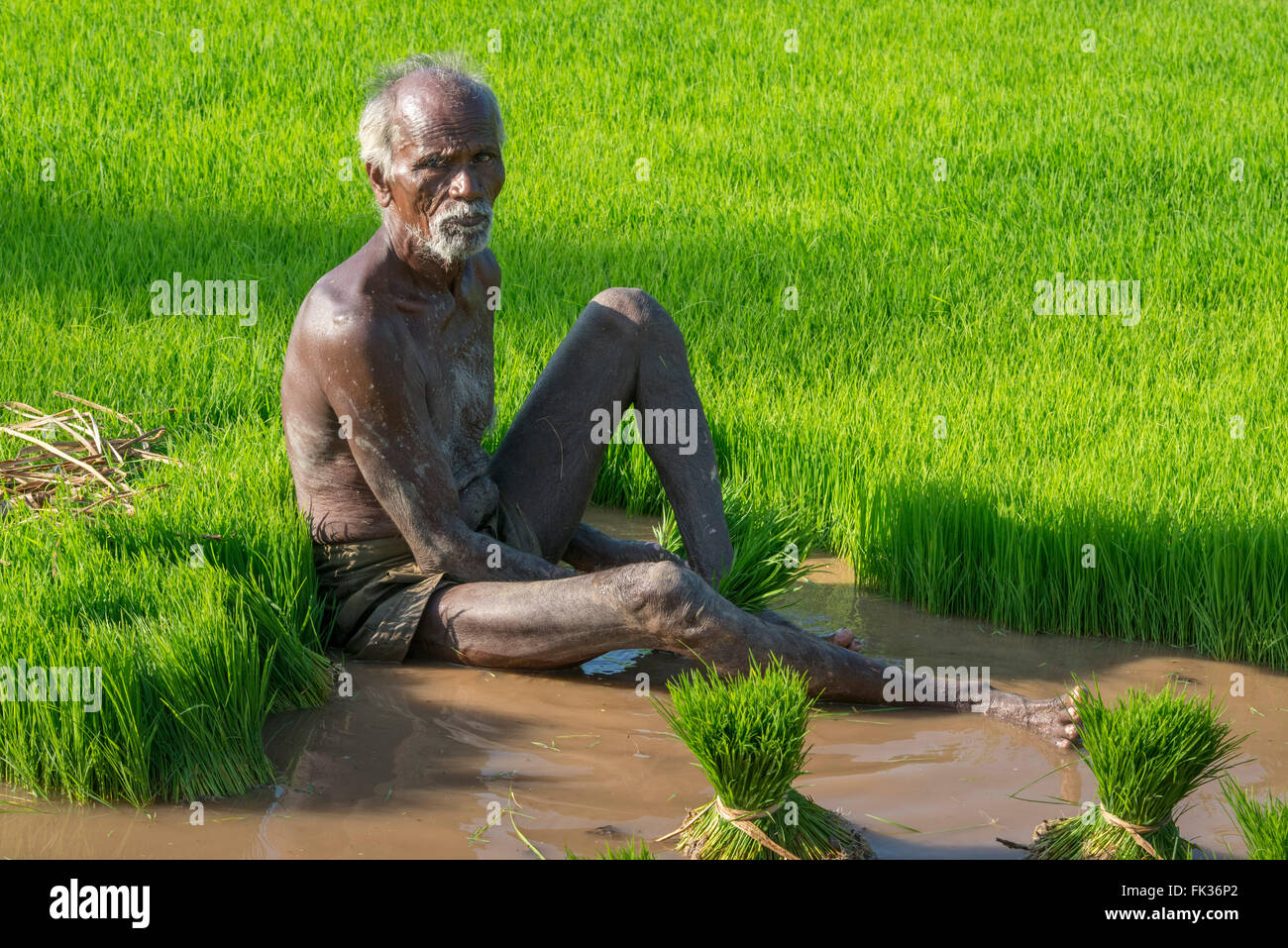 Old Man Planting Rice In Paddy Field, Near Tiruvannamalai Stock Photo ...