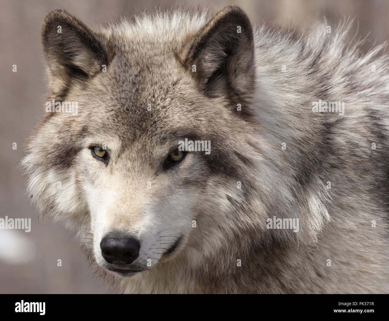 A lone Timber wolf in summer Stock Photo - Alamy