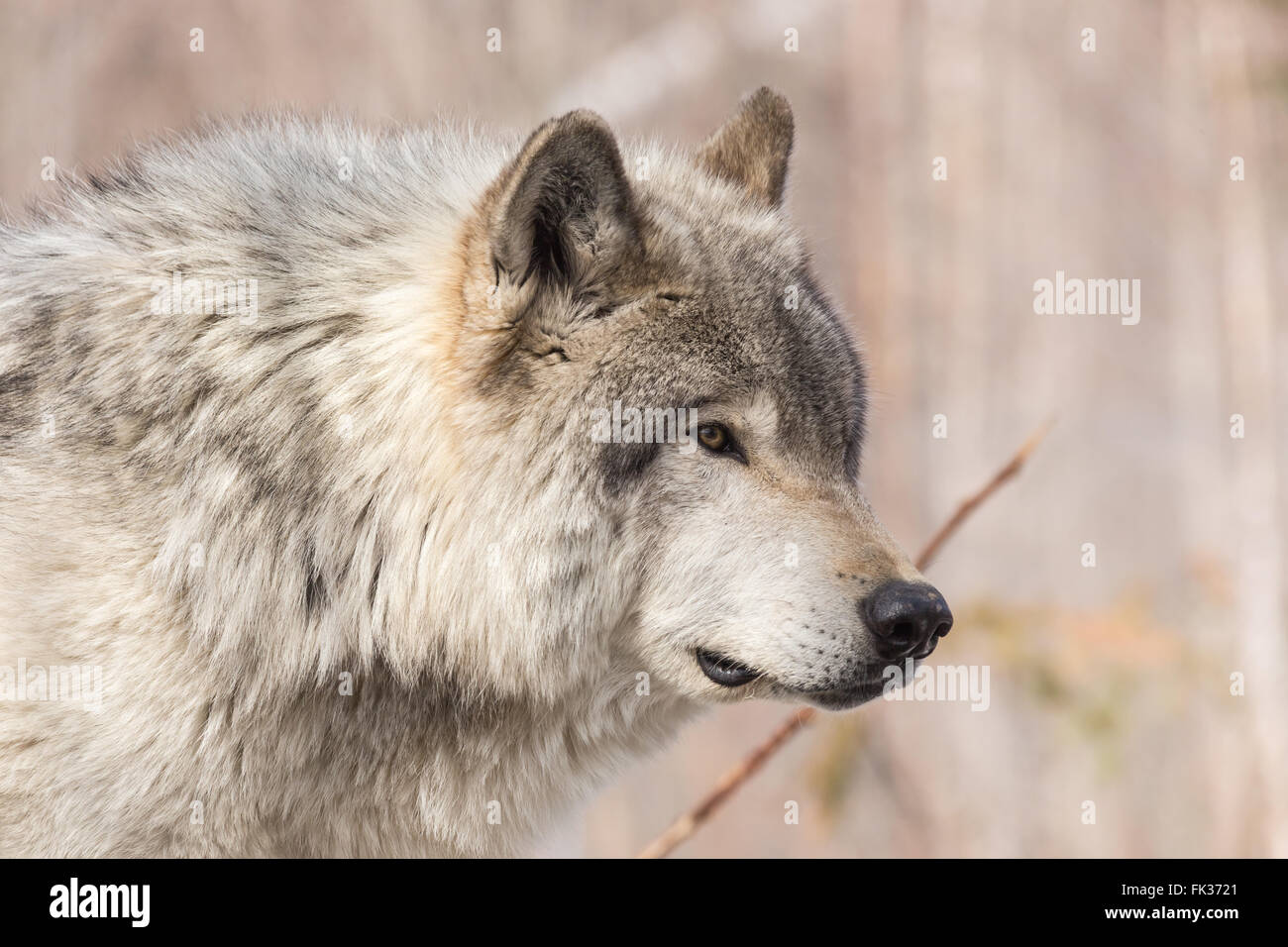 A lone Timber wolf in summer Stock Photo - Alamy