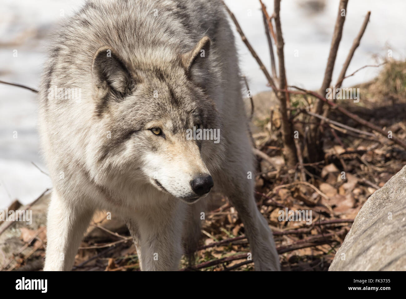 A lone Timber wolf in summer Stock Photo - Alamy