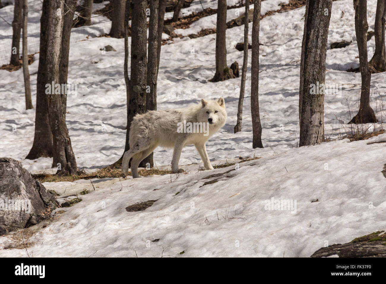 A lone Arctic Wolf Stock Photo - Alamy