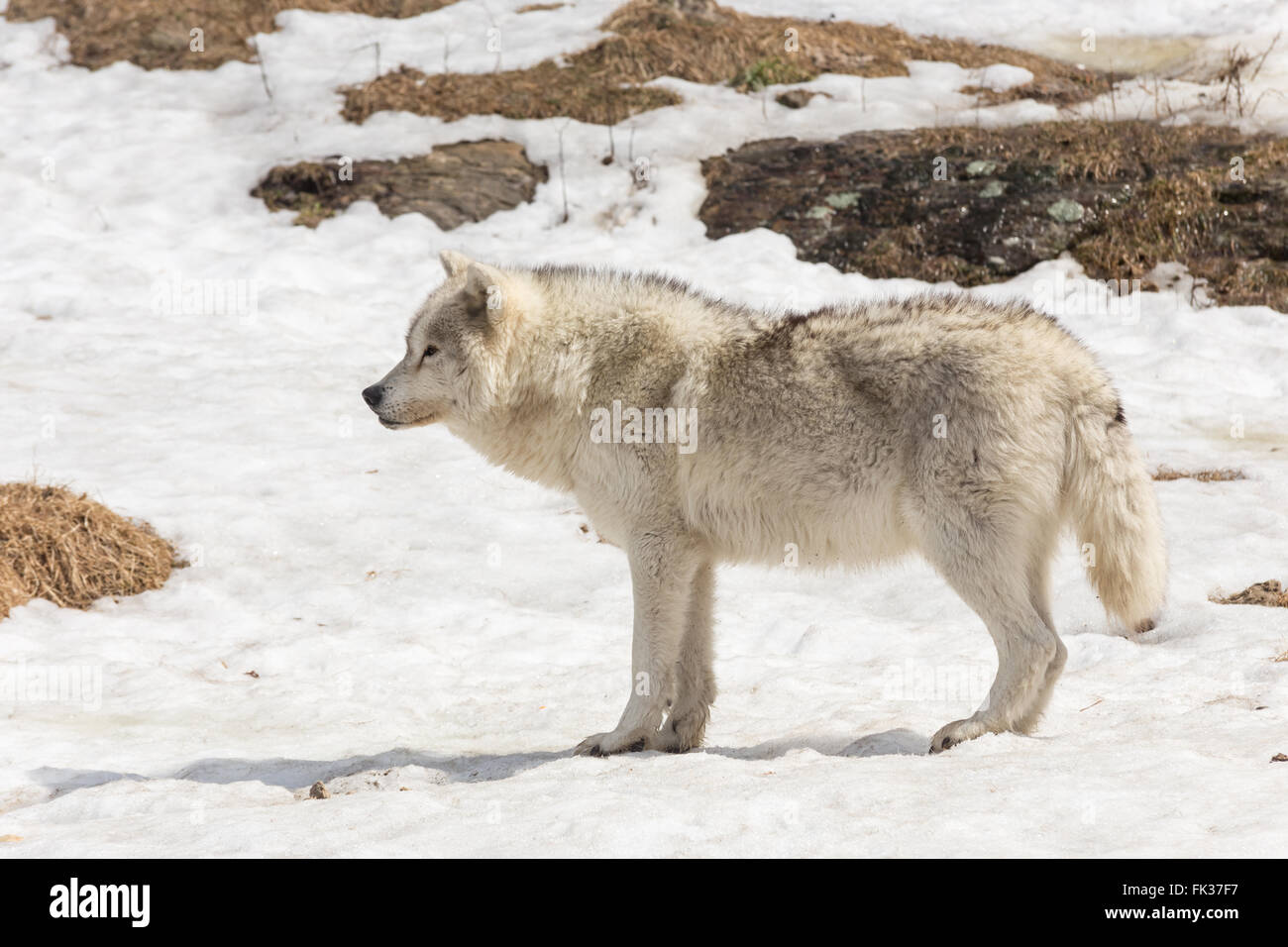 A lone Arctic Wolf Stock Photo - Alamy