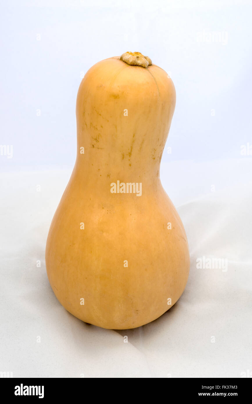 Natural fresh Butternut squash single still Stock Photo - Alamy