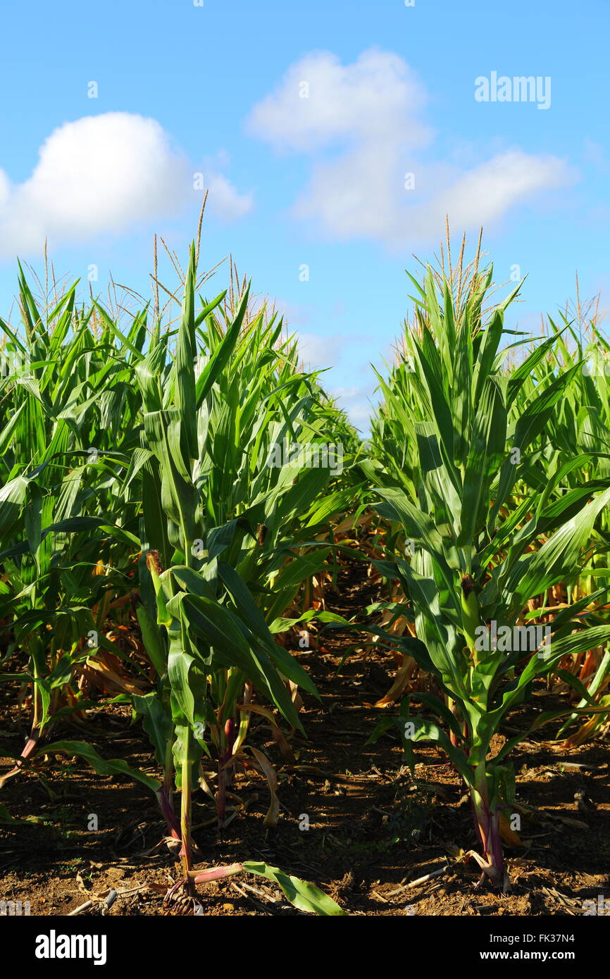 Corn (or maize) field under a blue sky in Queensland, Australia Stock ...