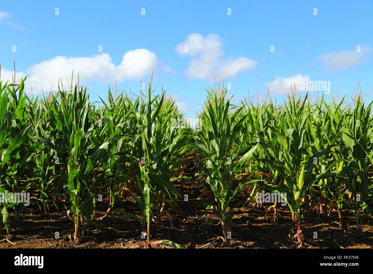 Maize field hi-res stock photography and images - Alamy