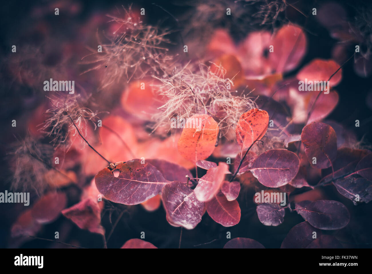 Soft nature background hi-res stock photography and images - Alamy