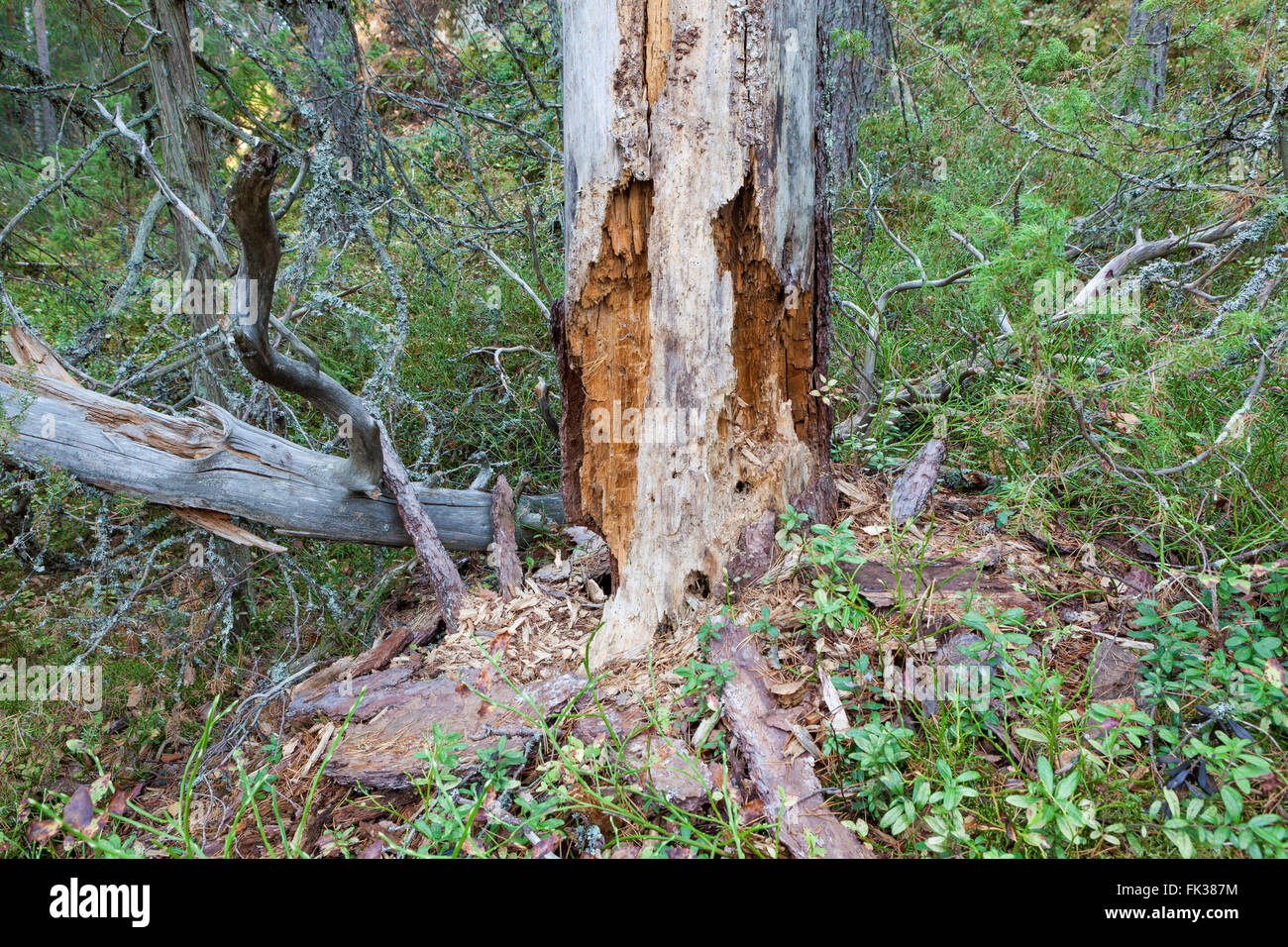 Rotten dead wood tree in forest Stock Photo - Alamy