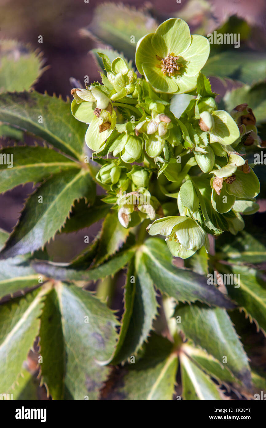 Hellebore leaves hi-res stock photography and images - Alamy