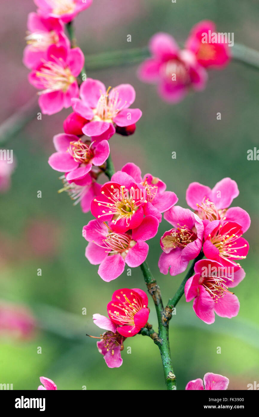 Prunus mume beni chidori hi-res stock photography and images - Alamy