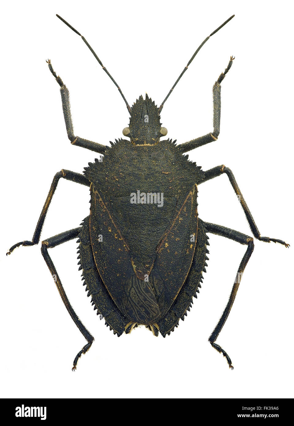 Spinosula hi-res stock photography and images - Alamy