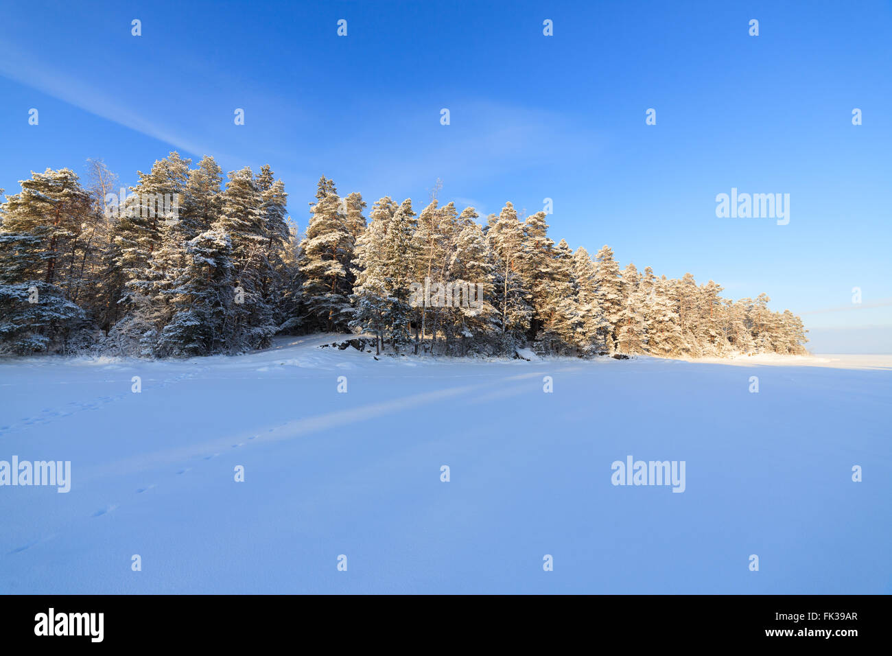 Frozen lake and snow covered forest Stock Photo - Alamy