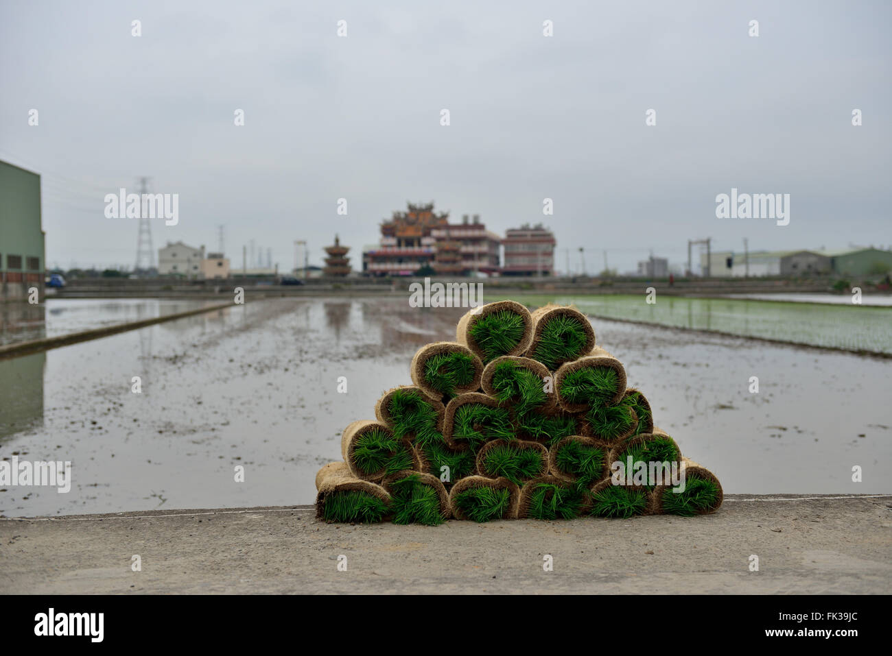 Taiwan agriculture hi-res stock photography and images - Alamy
