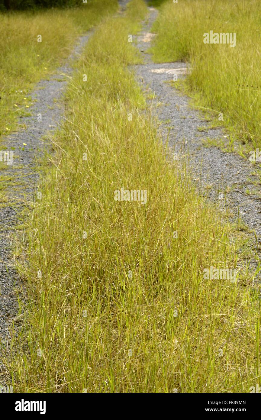 typical path of the tropics Stock Photo - Alamy