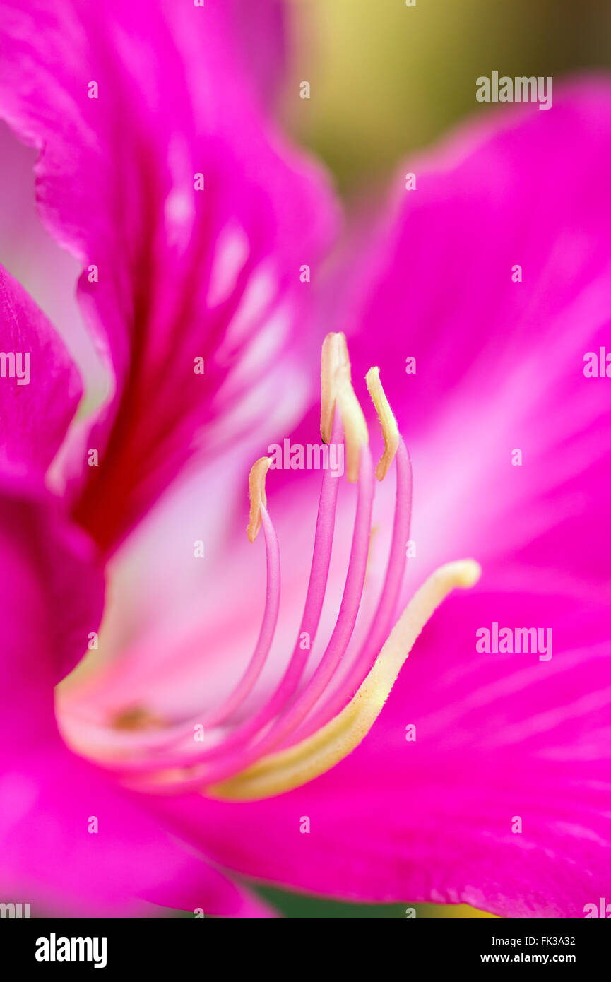 Flower carpel hi-res stock photography and images - Alamy