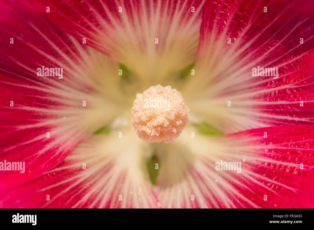 Carpel hi-res stock photography and images - Alamy