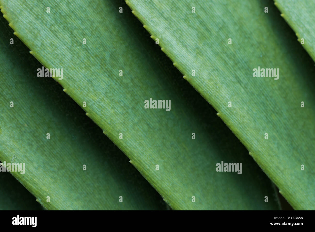 Green leaves abstract hi-res stock photography and images - Alamy