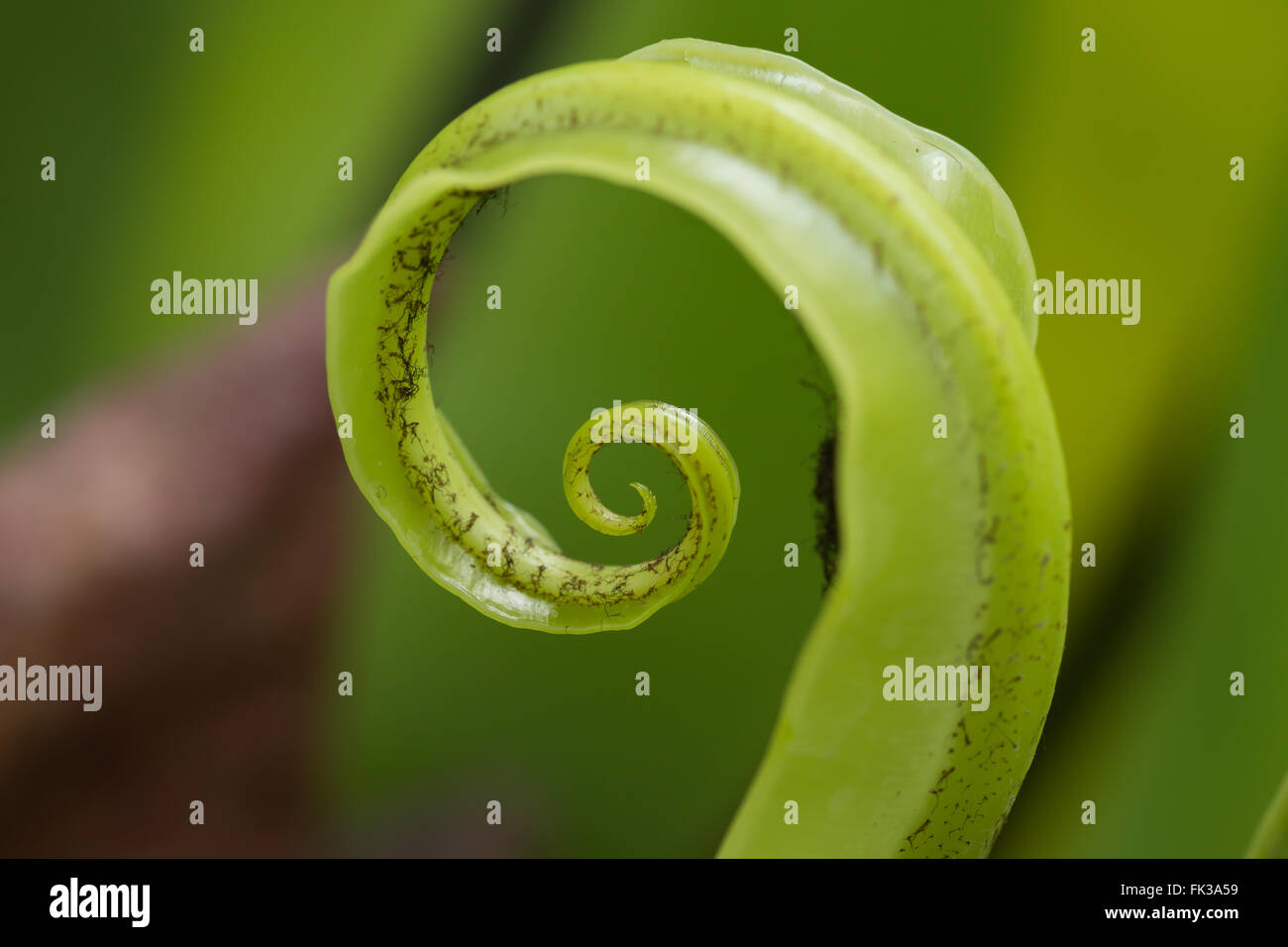 Spiral shape growing fern hi-res stock photography and images - Alamy