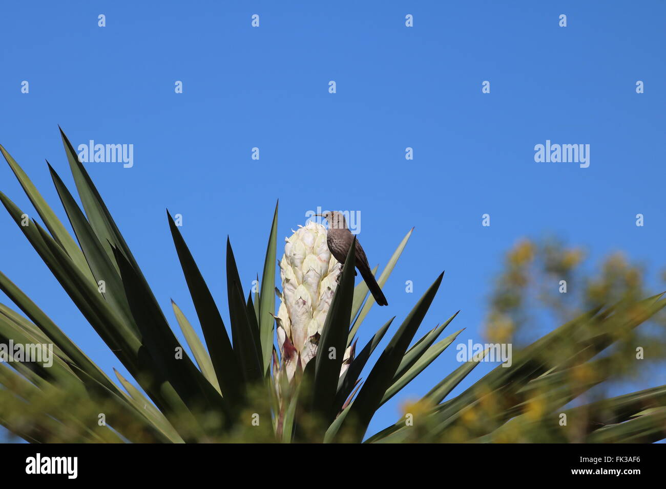 Bird on blooming Yucca Stock Photo - Alamy
