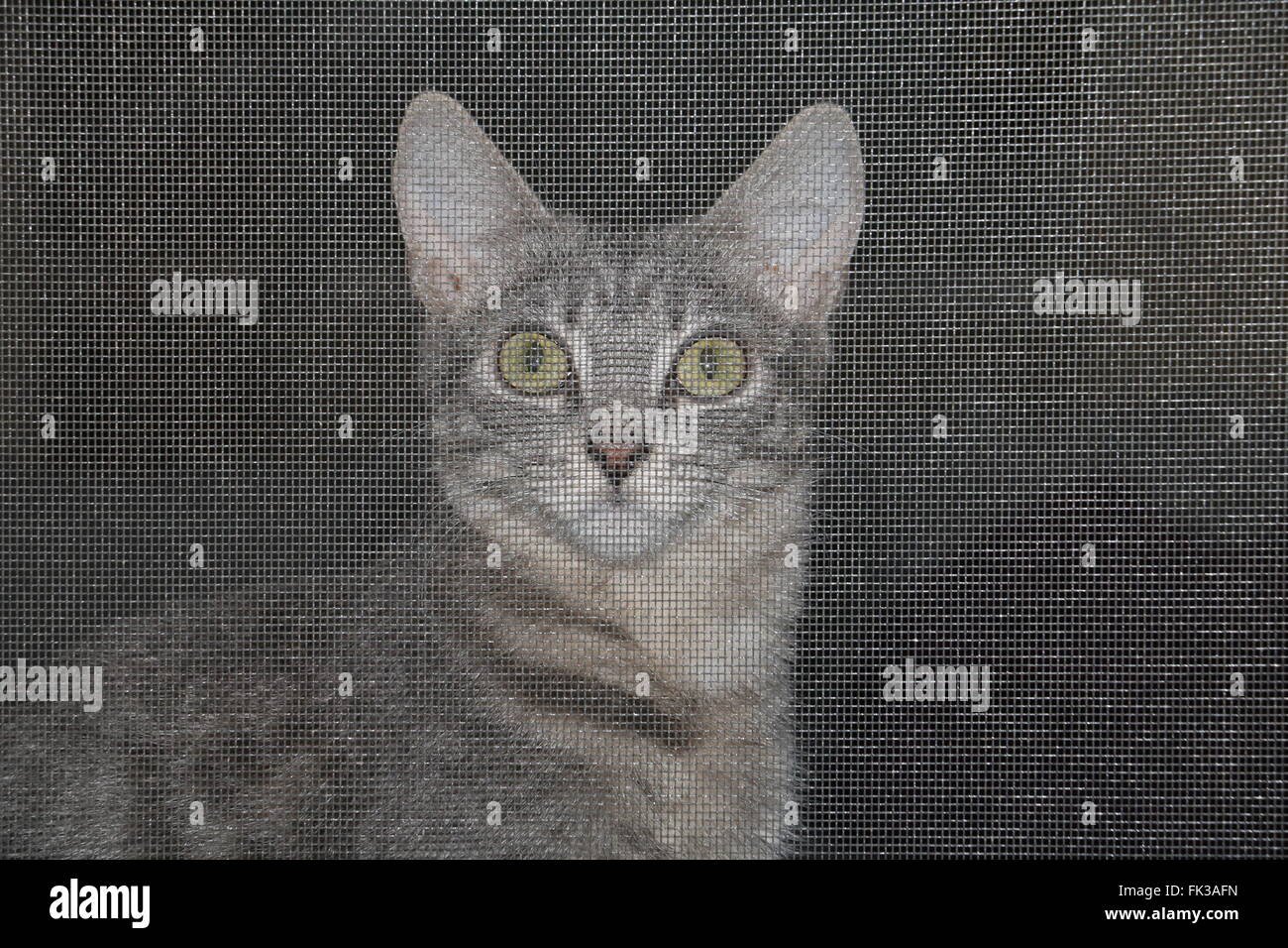 Cat behind screen Stock Photo - Alamy