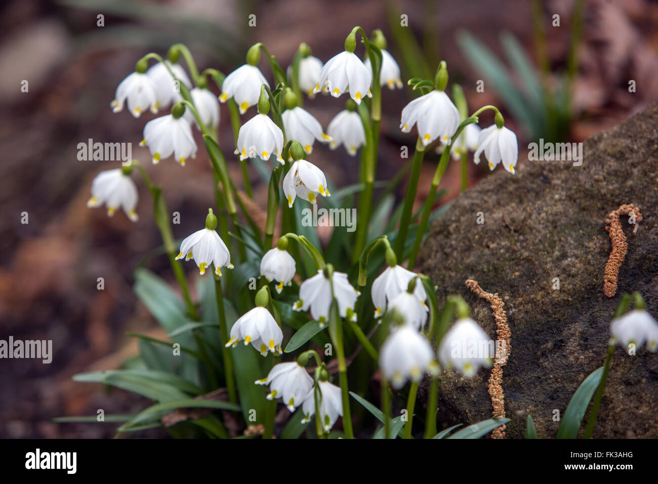 Spring snowflake Leucojum vernum flower clump Stock Photo - Alamy
