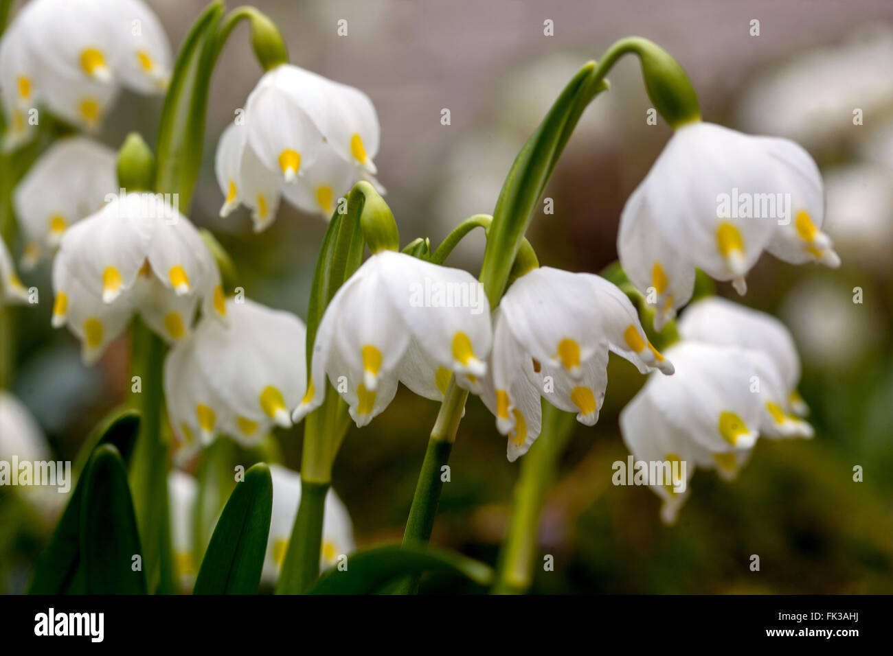 Leucojum vernum hi-res stock photography and images - Alamy