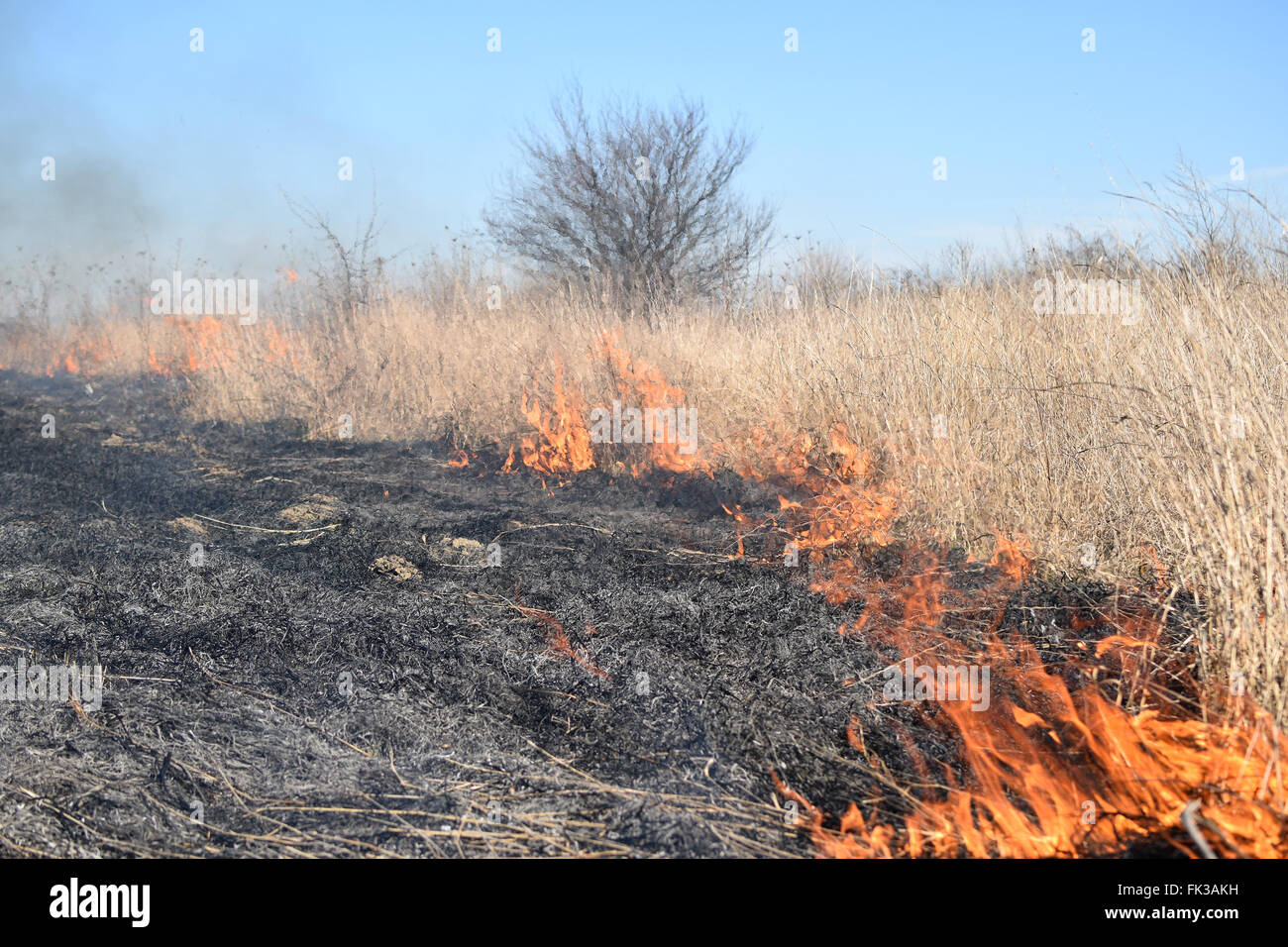 Burning dry grass and reeds. Cleaning the fields and ditches of the ...
