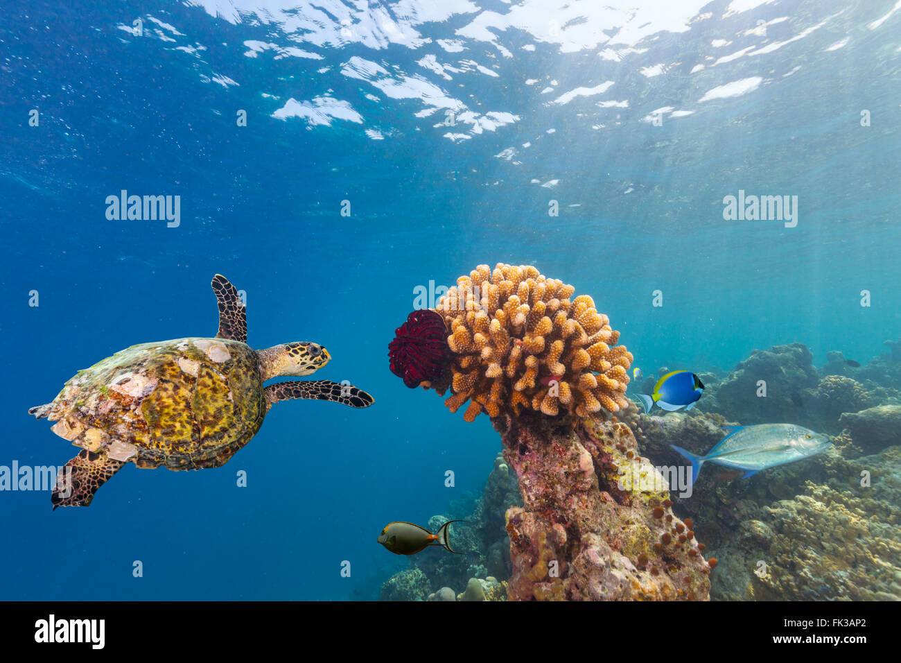 Coral reef turtle hi-res stock photography and images - Alamy