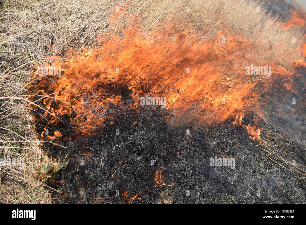 Burning dry grass and reeds. Cleaning the fields and ditches of the ...