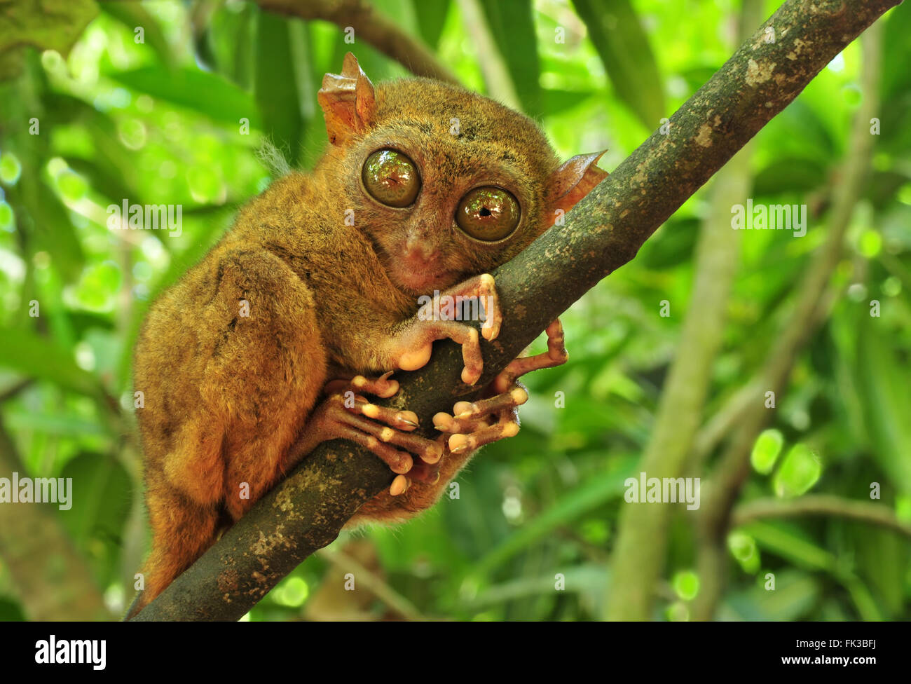 Philippines monkey hi-res stock photography and images - Alamy